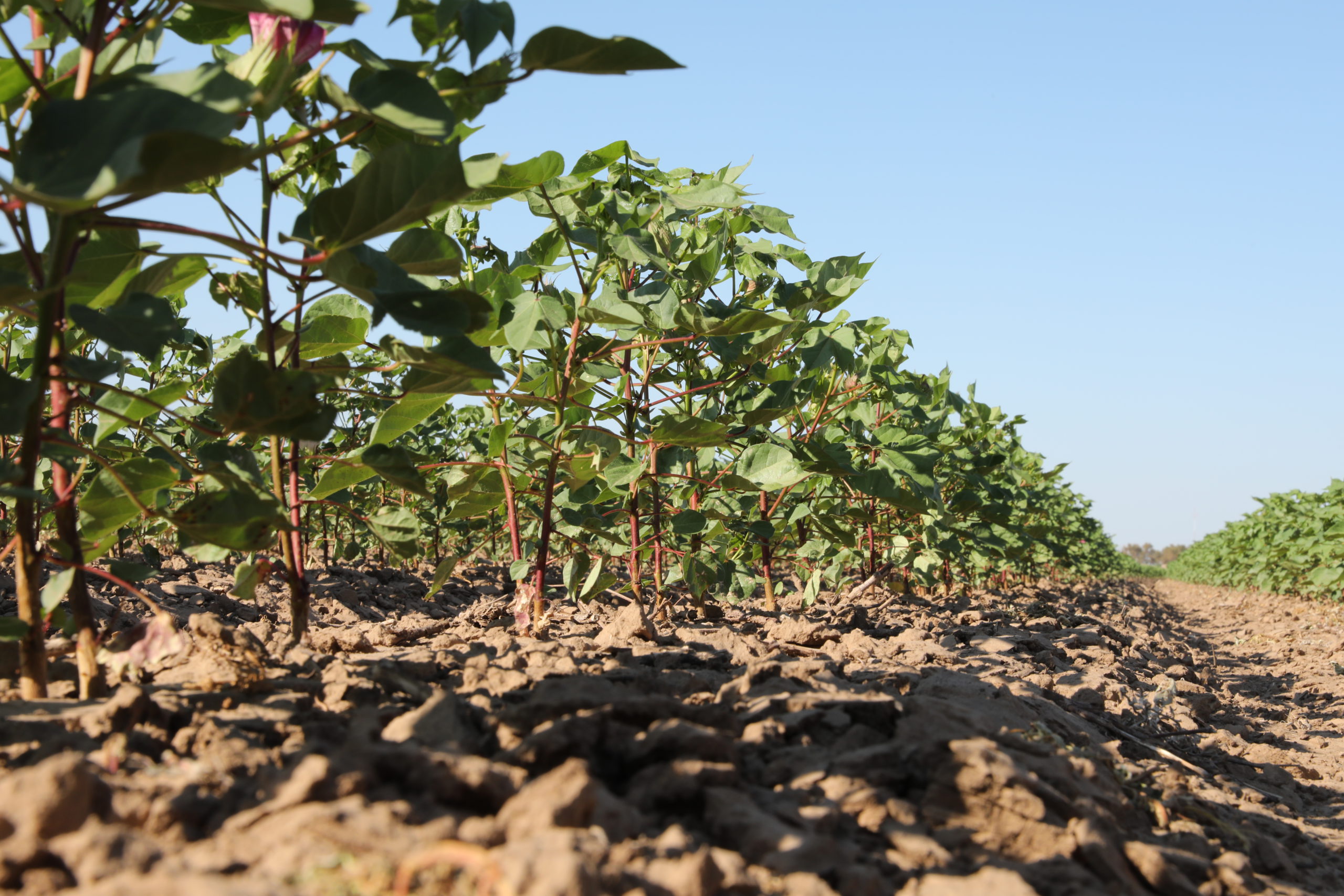 Crop Price Improvement | PCCA | Commentator