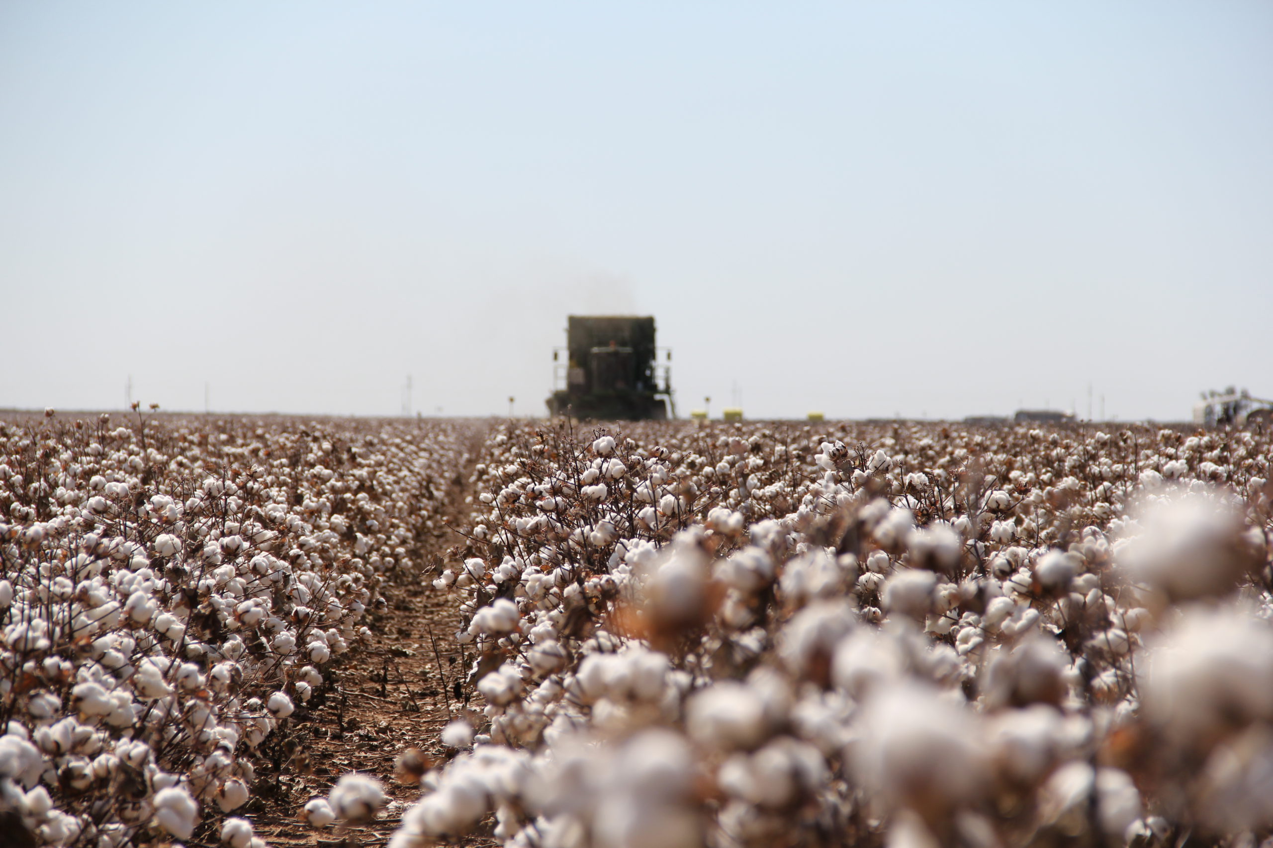 2015 Crop Year: Fewer Acres, Lower Production| PCCA | Commentator