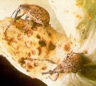 Deliver Us From Weevil | PCCA | Commentator