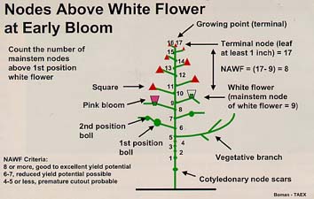 Plant Mapping Aids Crop Management | PCCA | Commentator