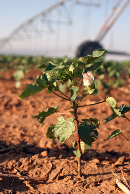 Historic Drought Causes Cotton Concerns | PCCA | Commentator