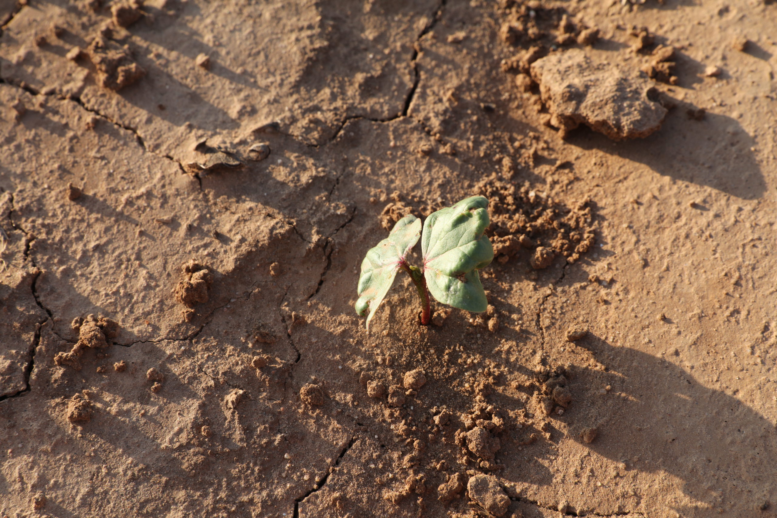 PCCA Cotton and Currency | PCCA | Commentator