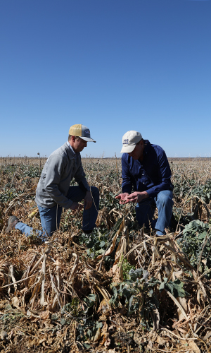 Bankhead Family | PCCA | Commentator