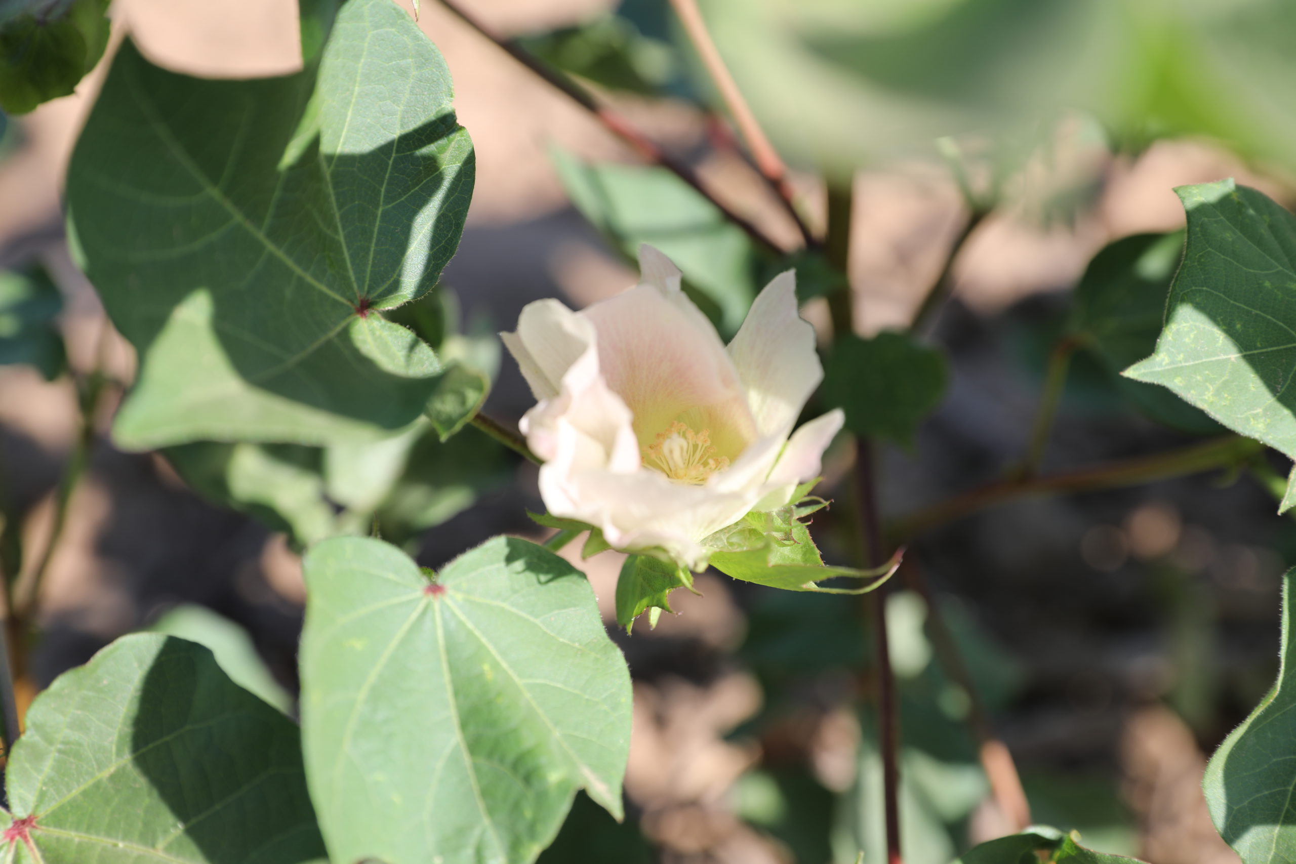 More Than Marketing: PCCA Services | PCCA | Commentator