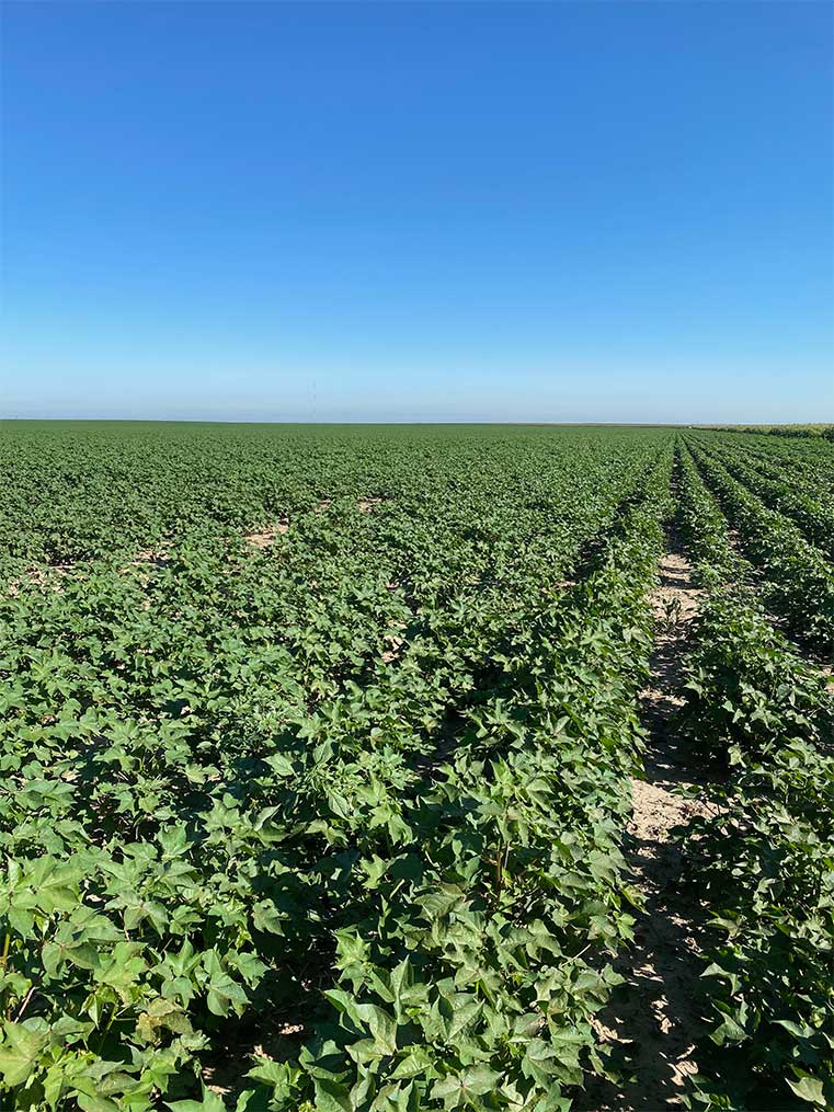 PCCA Announces New Initiative | PCCA | Commentator