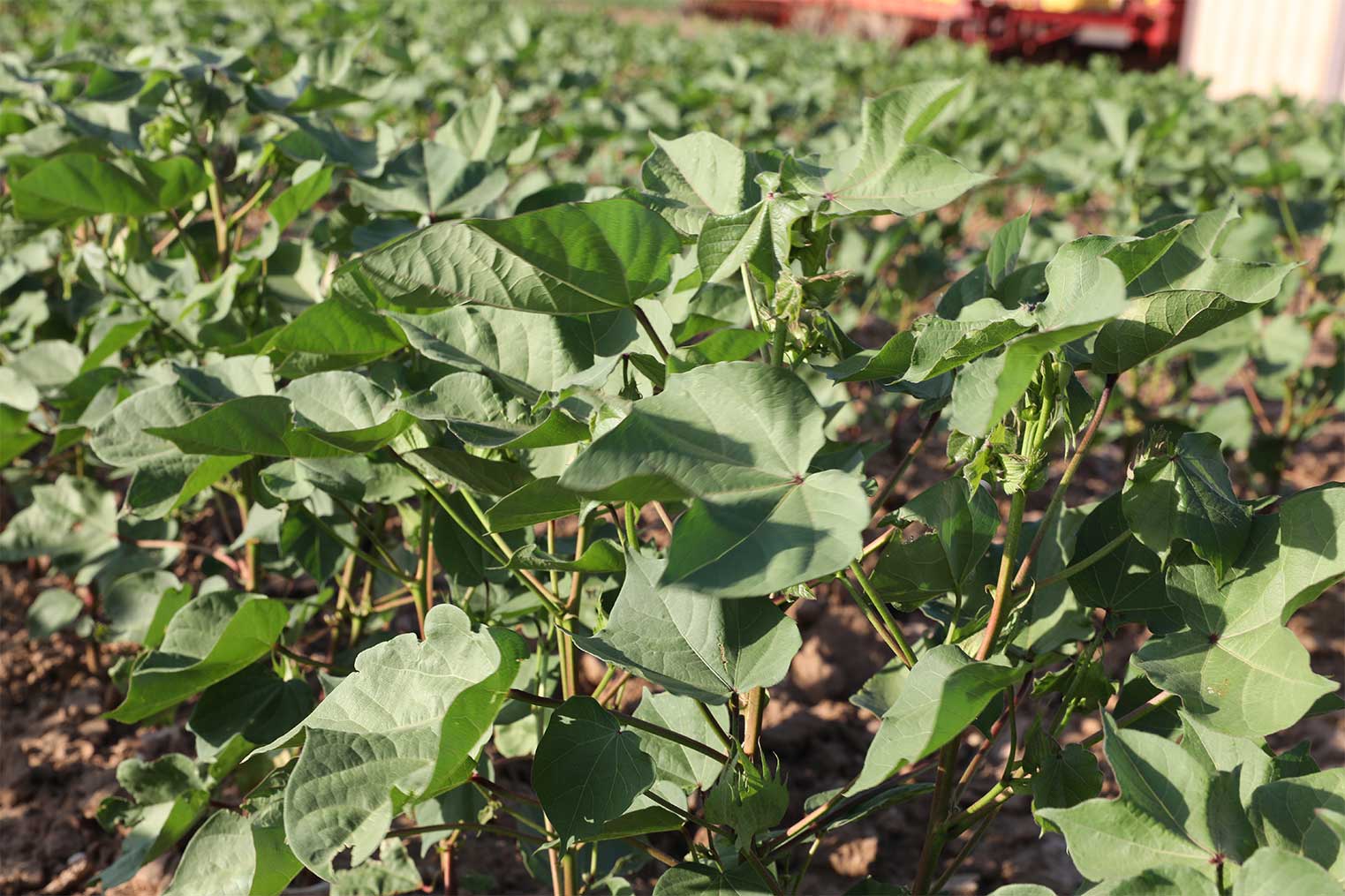 A Matter of Convenience CENEX/AMPRIDE | PCCA | Commentator