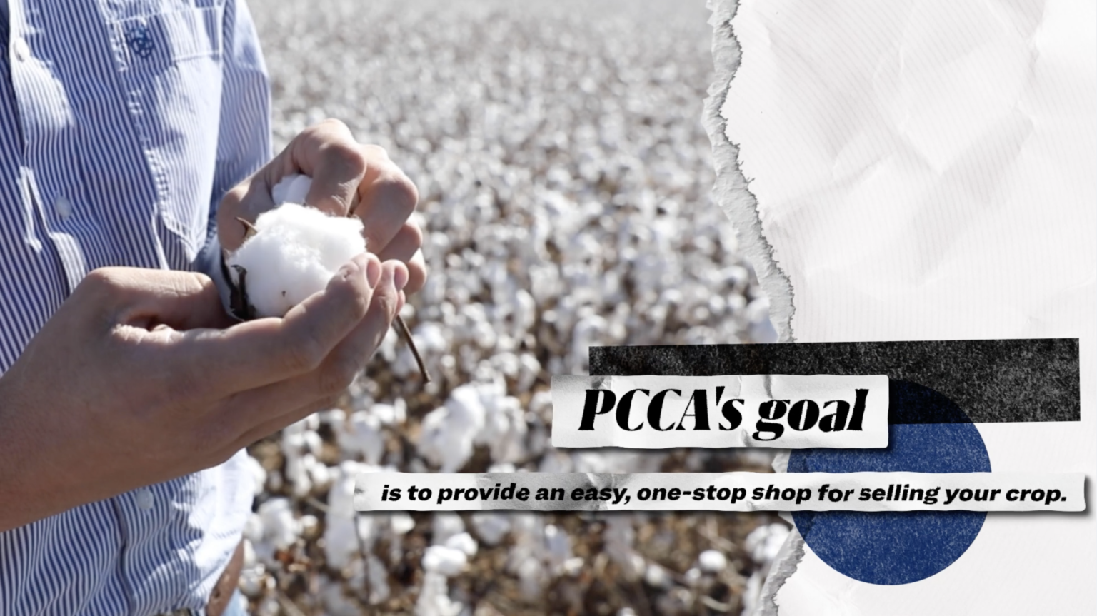 Plains Cotton Cooperative Association (PCCA)