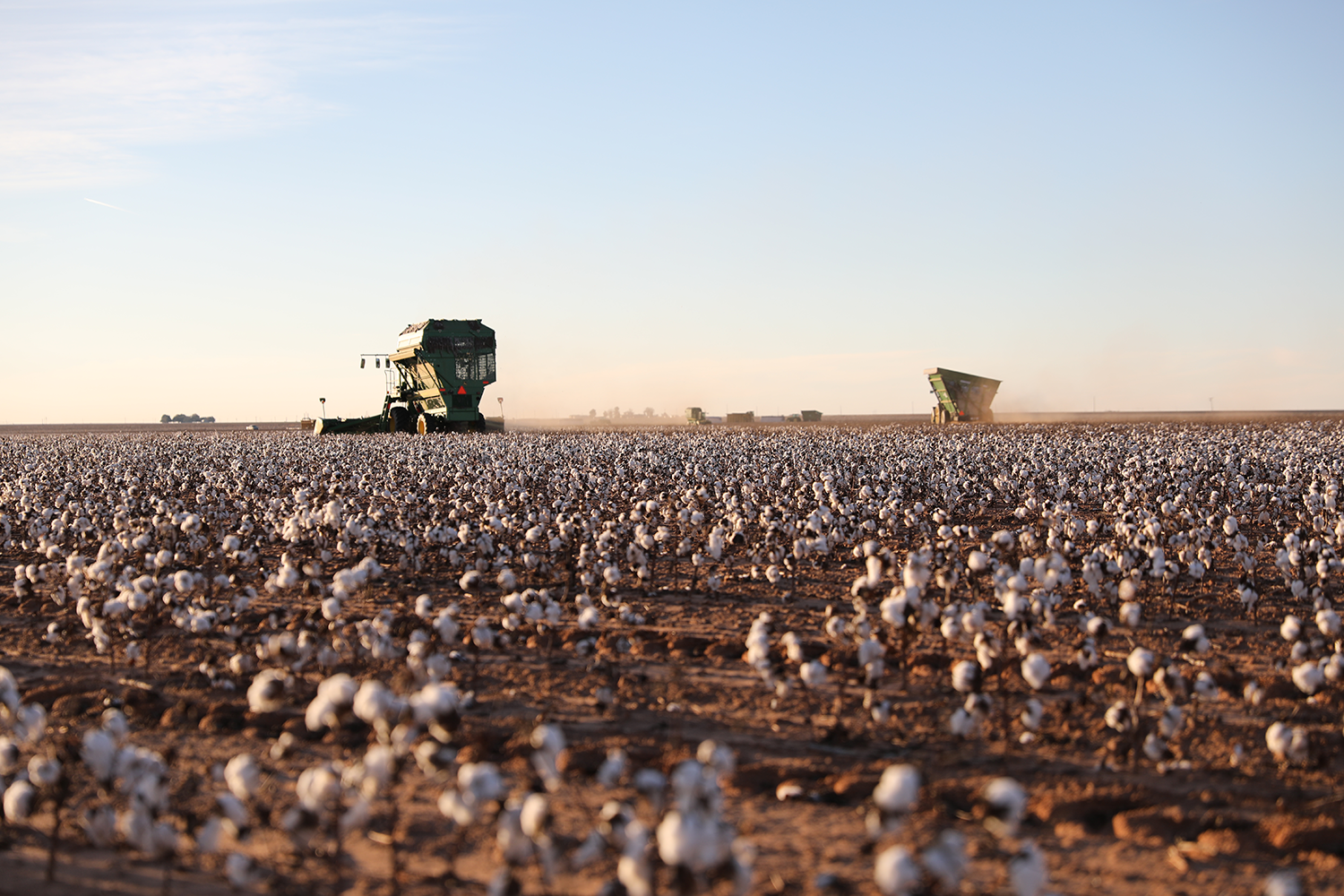 Empowering Cotton Growers | PCCA | Field & Fiber