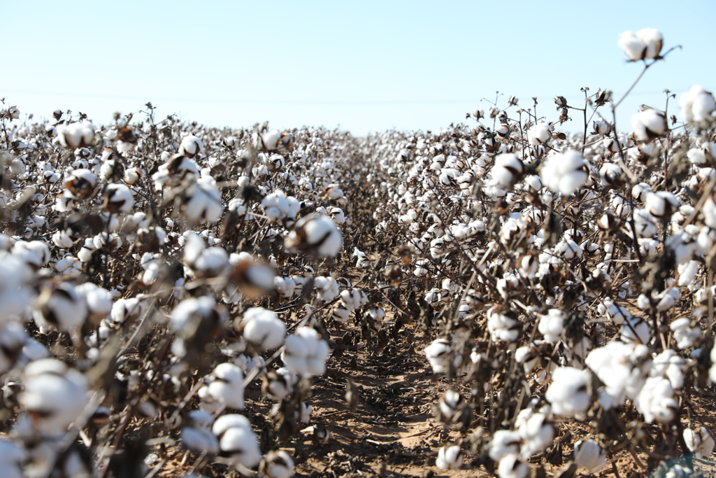 The Name of the Game is Diversification | PCCA | Field & Fiber