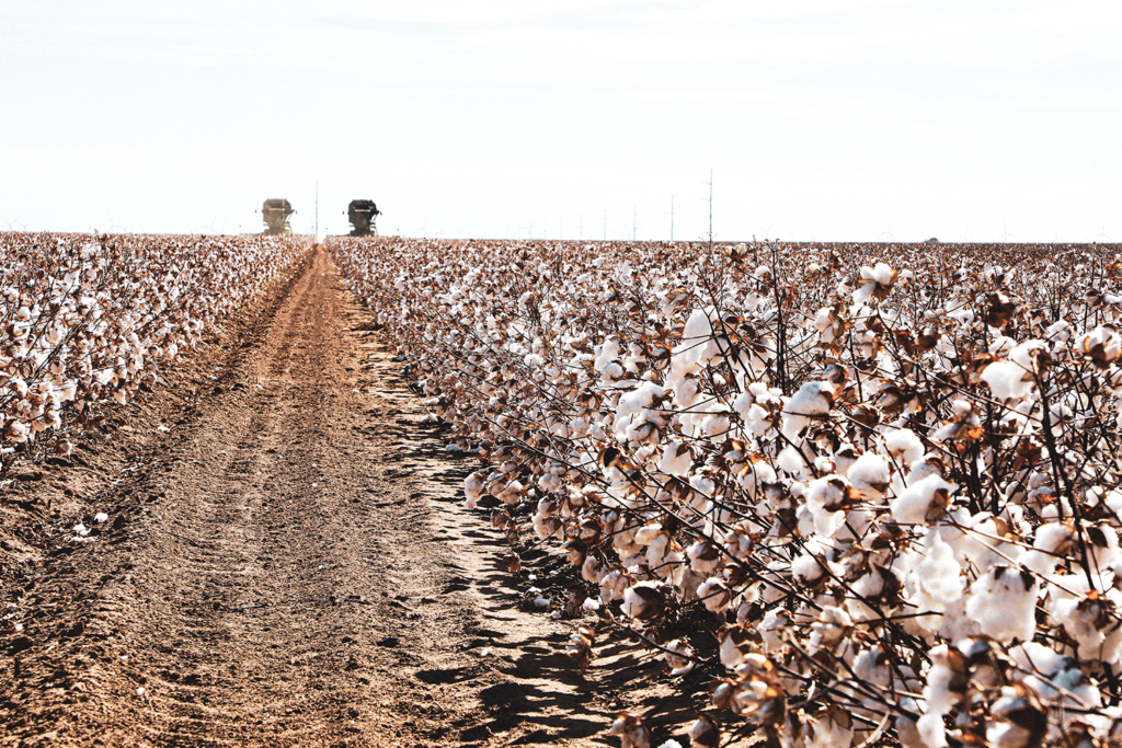 Eddie Smith Distinguished Service Award | PCCA | Field & FIber