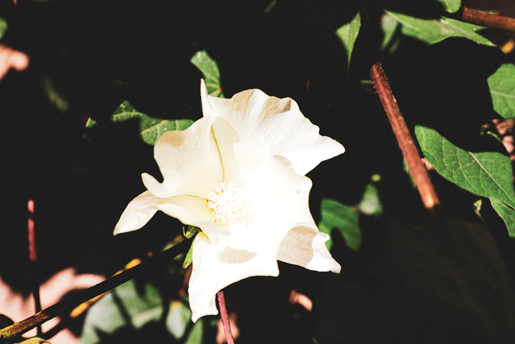 Plains Cotton Cooperative Association (PCCA)