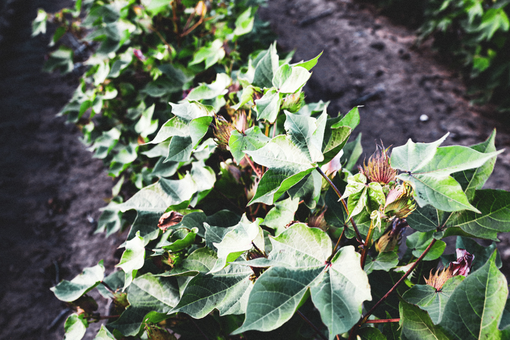 PCCA's Consumer-Centric Strategy | PCCA | Field & Fiber